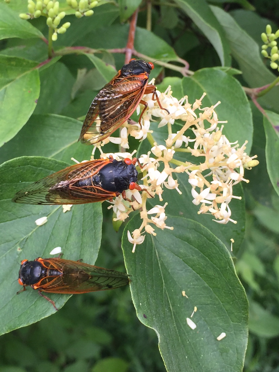 Photo gallery: Reader Submitted photos of the 17-year cicadas | News ...